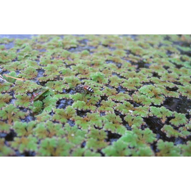Azolla aquatic plants | Shopee Philippines