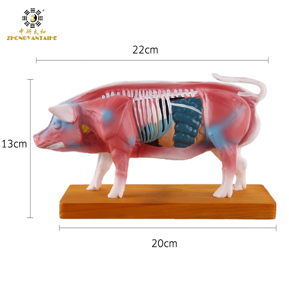 pig model animal body point model pig Anatomy Models teaching practice ...