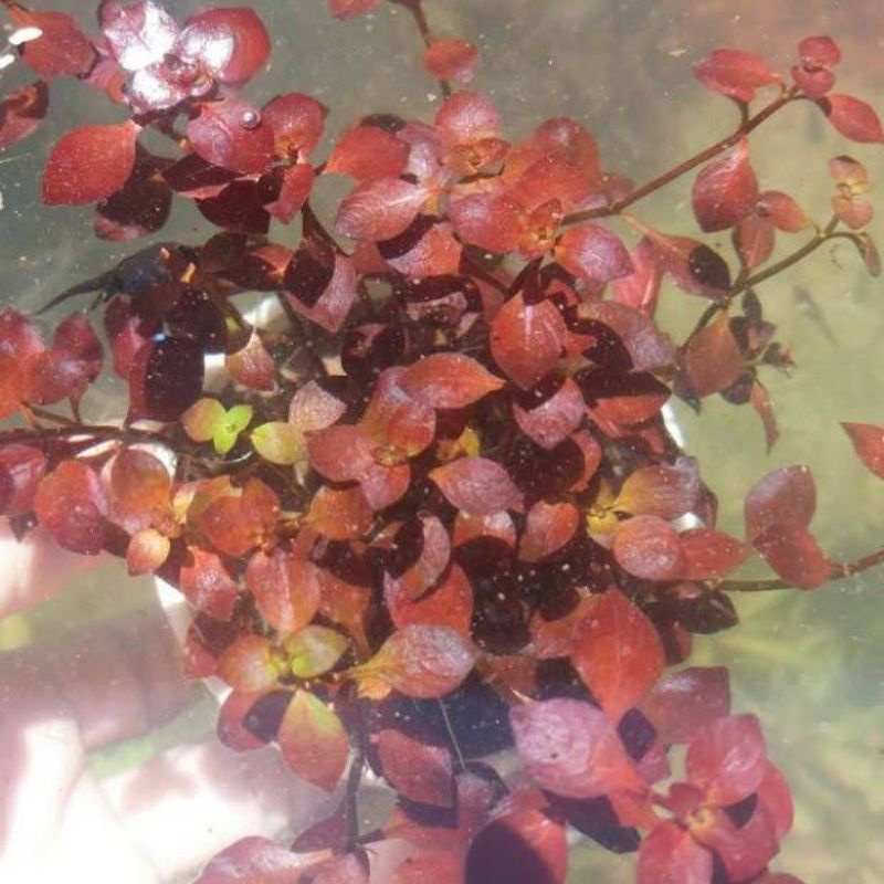 ludwigia super red mini 5 stems | Shopee Philippines