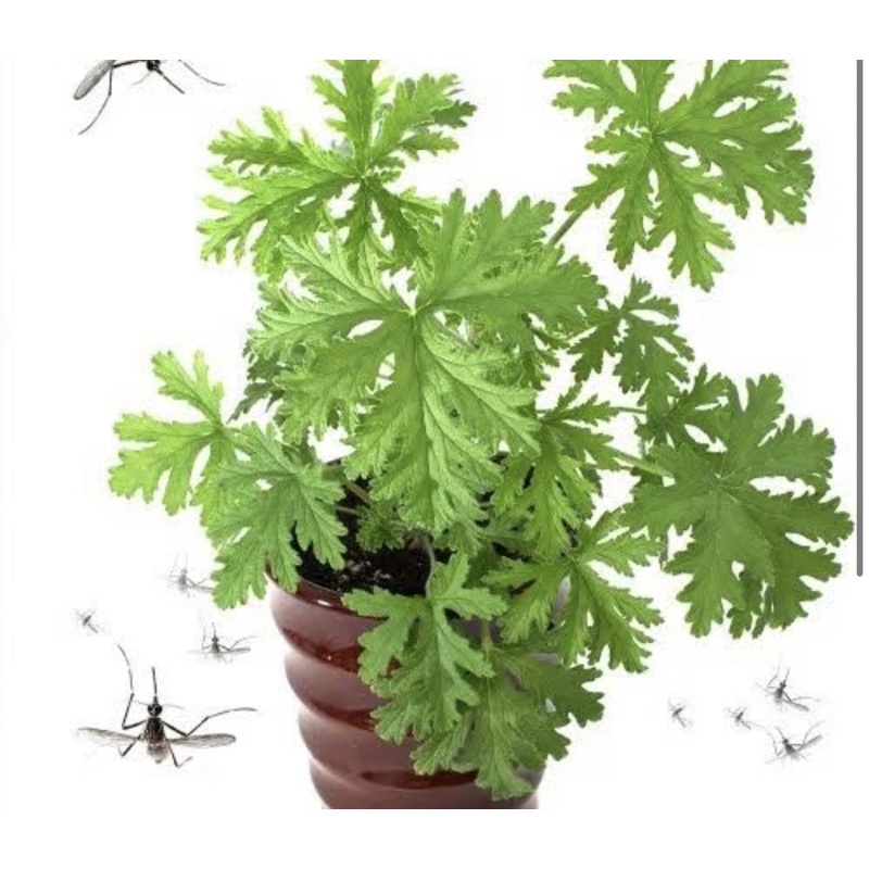Citronella Anti Mosquito Plant Seeds Malvarosa Home Garden | Shopee ...