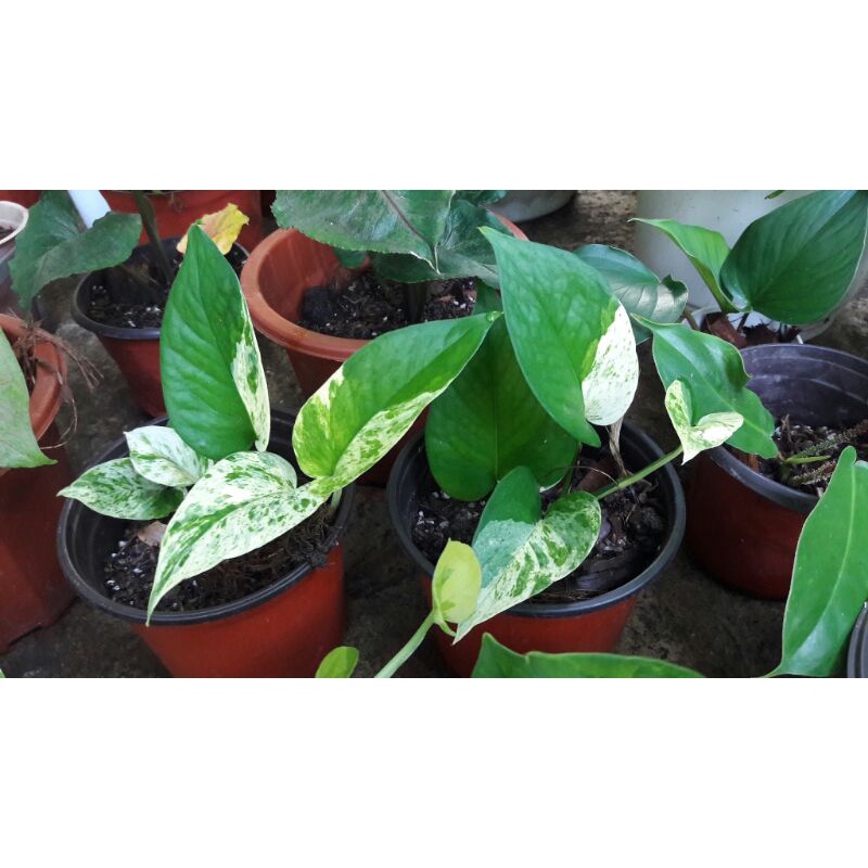 Half Moon Marble Queen Pothos ( Epipremnum aureum ‘Marble Queen ...