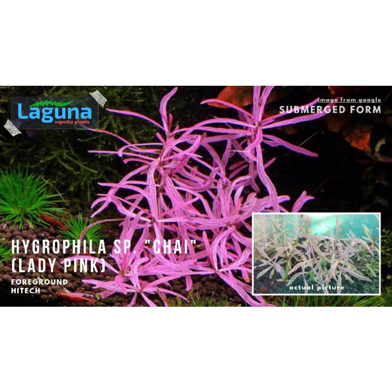 Hygrophila sp. "Chai" (1pc) *rare* aquatic plants | Shopee Philippines