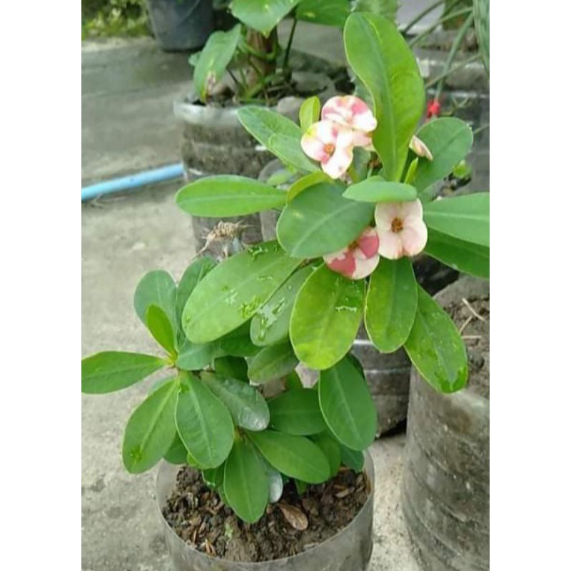 Euphorbia Plant, Cryptanthus, Callisia Fragrans, Pinya Plant | Shopee ...