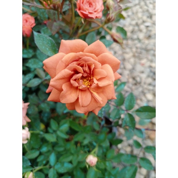 Pitimini or Miniature Rose-small pot & petals (Luzon area only ...