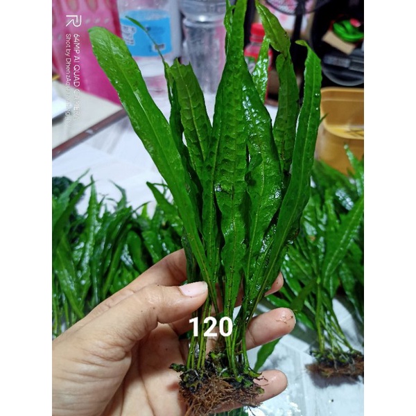 java fern anubias retail aquatic plant lowtech plant good for wood or ...