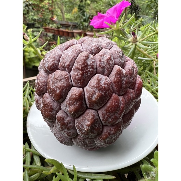 BACK IN STOCK!!![Rare Variety] Atis [Seeds] Custard Apple Sugar Apple ...
