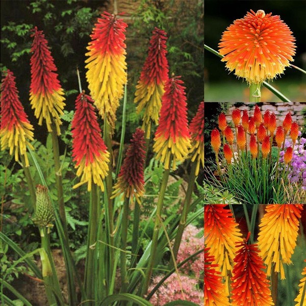 100pcs Perennial Red Hot Poker Lily Flower Seeds Garden Kniphofia ...