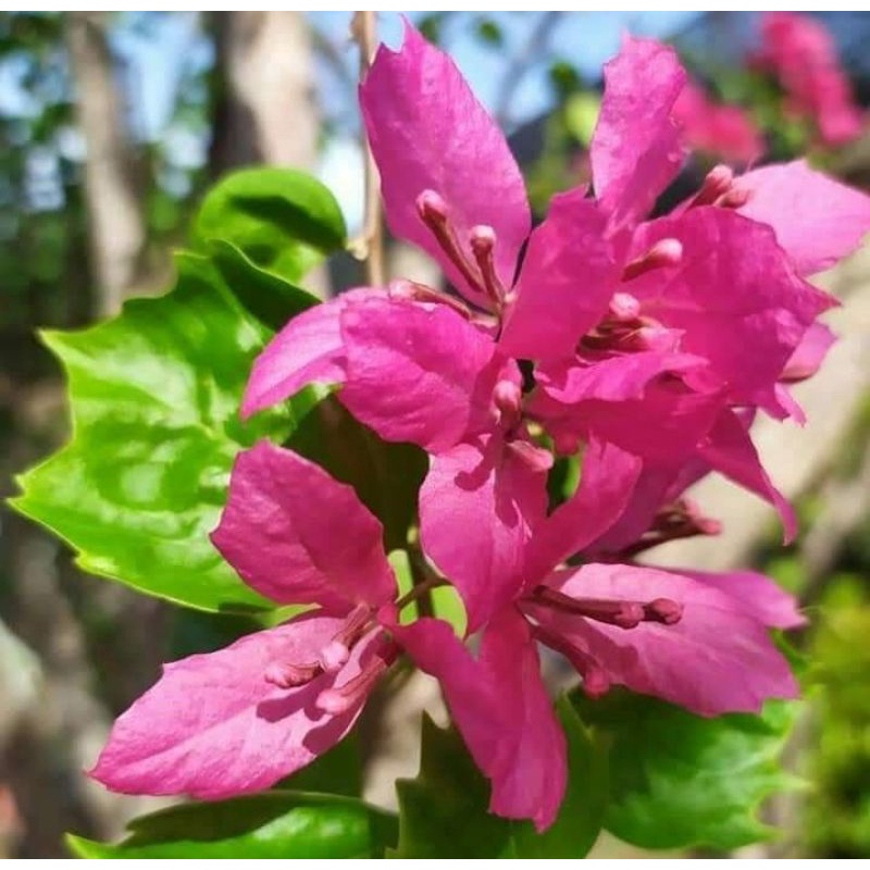 Green Leaf Bougainvillea Stem Cuttings (1 stem, no roots) | Shopee ...