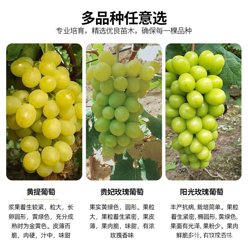 Authentic Sunshine Rose Grape Seedlings South North Planting Climbing ...