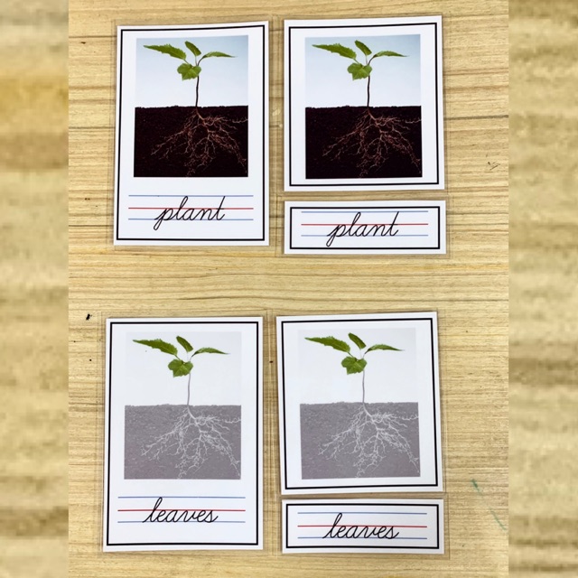 Montessori Three Part Cards - Parts of a Plant - Cursive/Print | Shopee ...