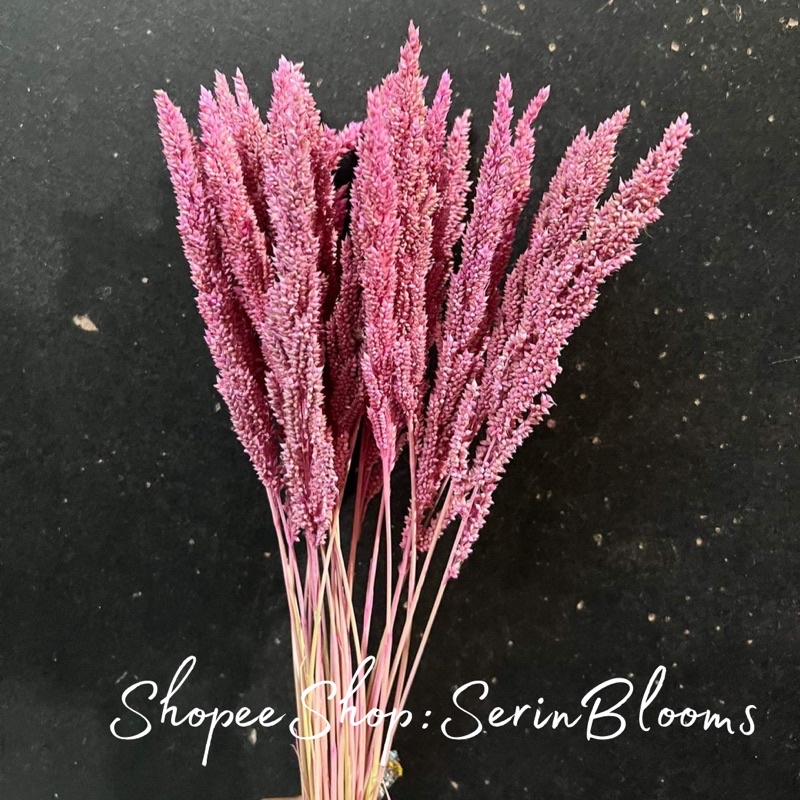 Local Dried Trigo sold per bundle | Shopee Philippines