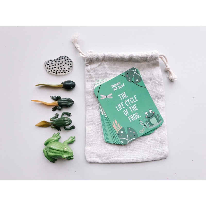 Life cycle of the frog [Flashcard + 5pc Simulation] | Shopee Philippines
