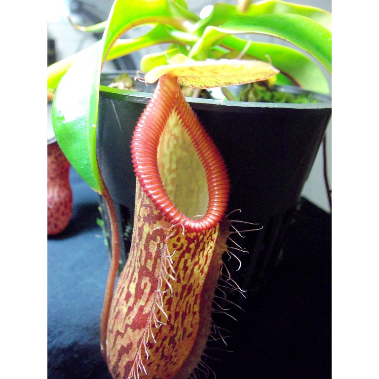 Bukai cross-lipped Nepenthes carnivorous plant lowland highland variety ...