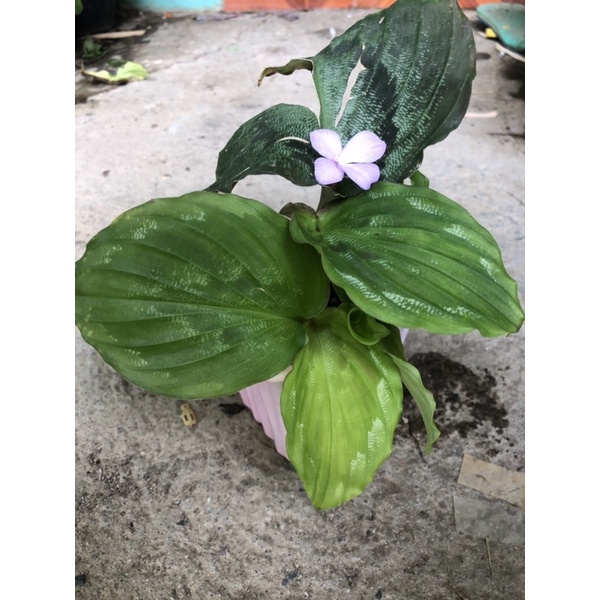 PEACOCK ginger calathea uprooted | Shopee Philippines