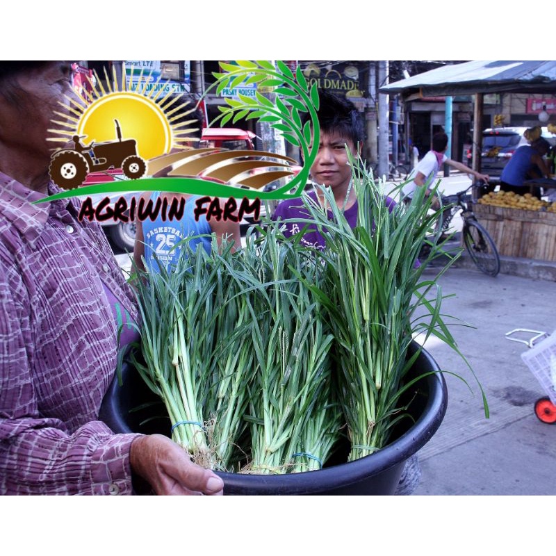 Paragis/ paragis uprooted (400 grams) | Shopee Philippines