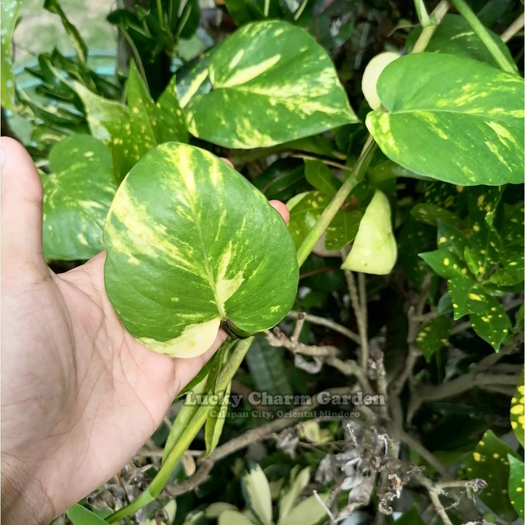 Giant/ Regular Golden Pothos Cuttings (one node) | Shopee Philippines