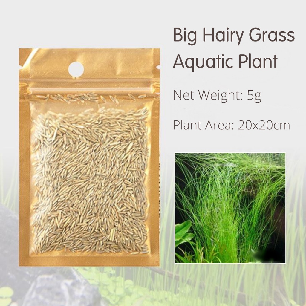 Petcher Organics Aquarium Live Plant Seed Fish Tank Grass Seed Aquatic ...