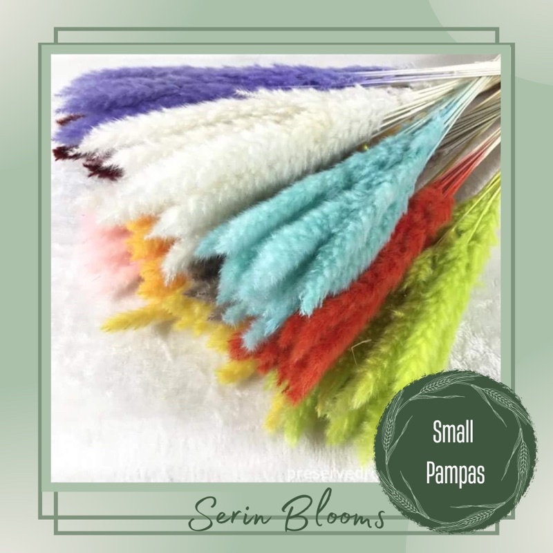 Small pampas (sold per bundle) | Shopee Philippines
