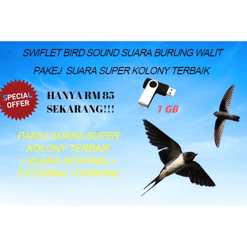 Swiflet BIRD SOUND WALIT Swallow BIRD CALL SOUND 燕子 声 MP3 BEST SUPER ...