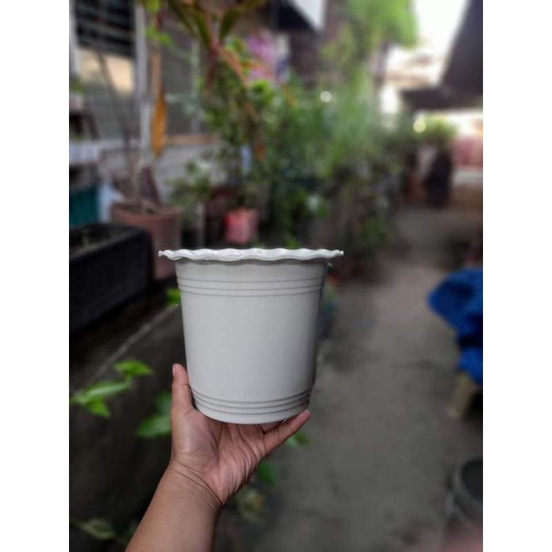 Chinese wavy (BB POTS) | Shopee Philippines