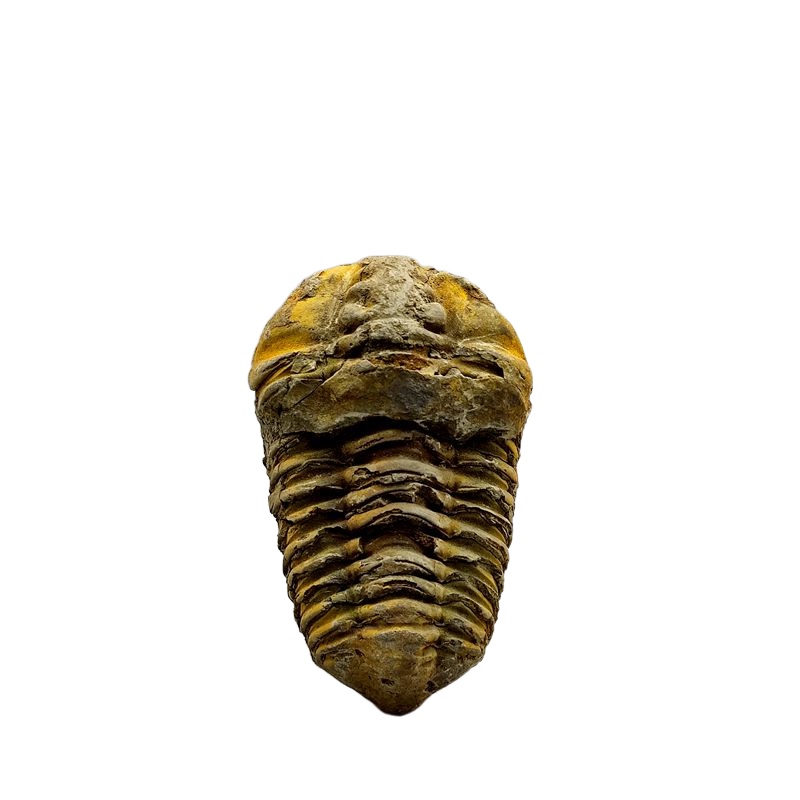 Natural Moroccan head digger trilobite paleontological fossil ...