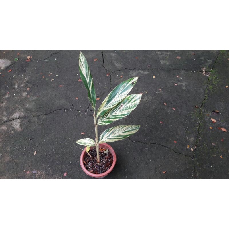 Variegated Shell ginger ( Alpinia zerumbet variegata ) | Shopee Philippines