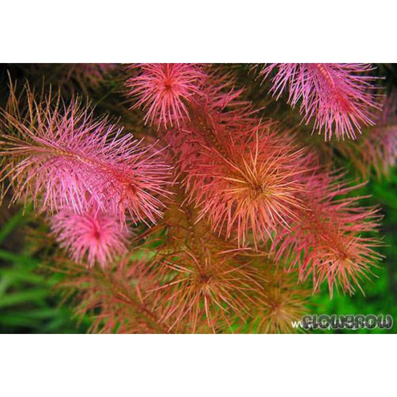 rotala maka red rare 5 stem emersed form | Shopee Philippines