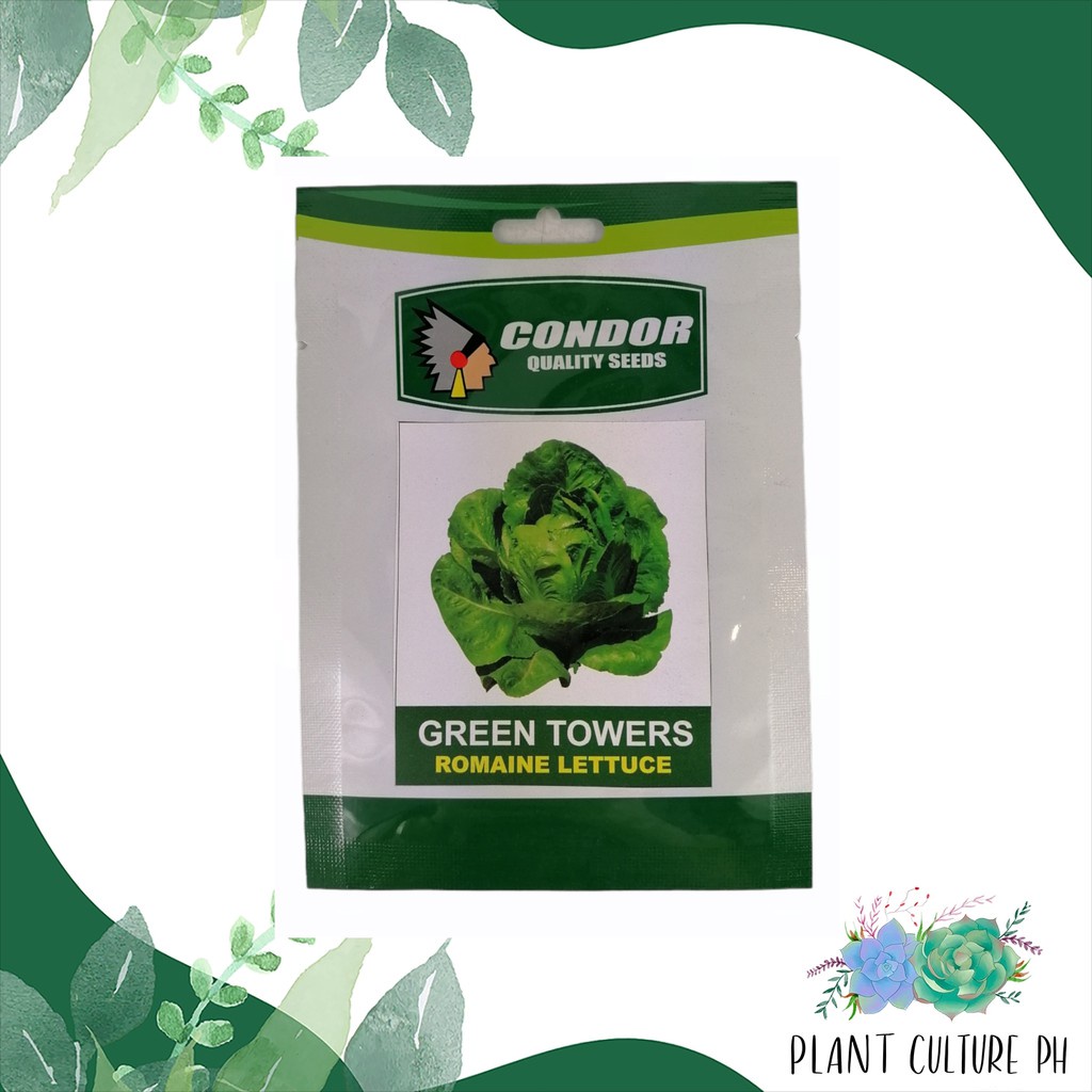 Condor Seeds Lettuce Varieties (Romaine, Iceberge, Green Wave, Lollo ...