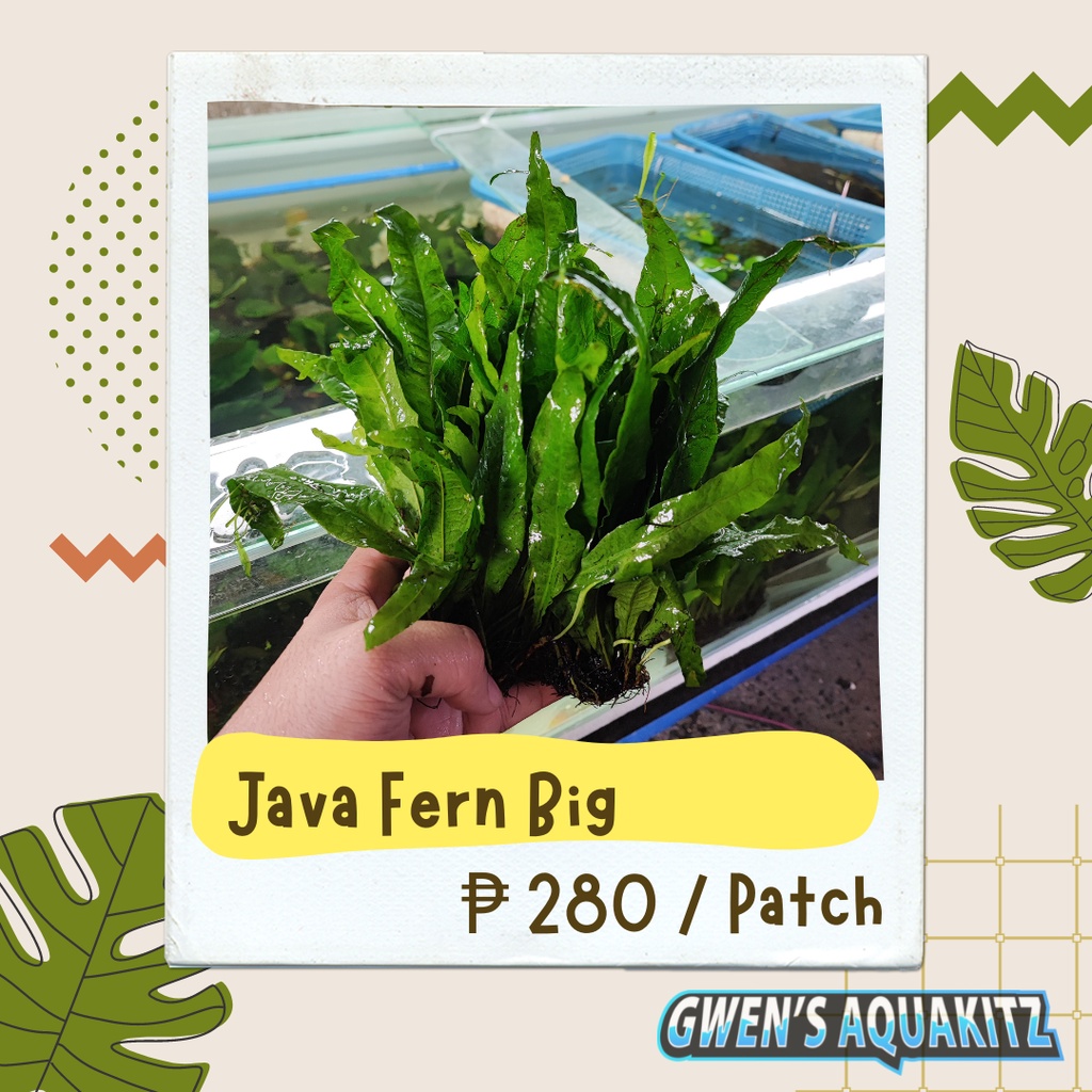 Java Fern, Narrow Leaf, Windelov Fern - Aquatic Ferns | Shopee Philippines