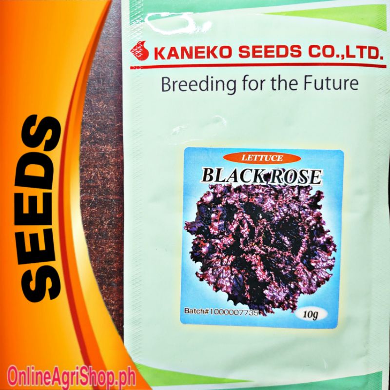 BLACK ROSE LETTUCE SEEDS (10g) KANEKO SEEDS | Shopee Philippines