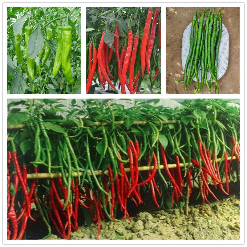 20 pcs Long Chilli Seeds Home Garden Delicious Vegetables Plant Sayur ...