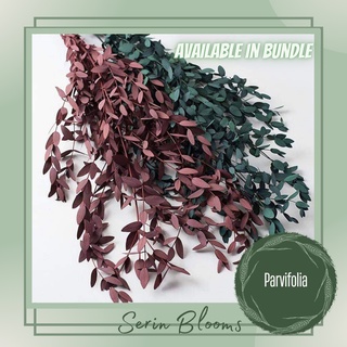 Imported Preserve Parvifolia eucalyptus(Parvi) sold per 2-3 stem ...