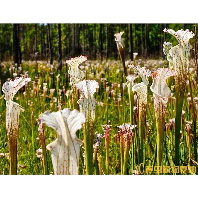 Yibo Cannibal Flower Potted Plant Insect-Eating Plants Dionaea ...