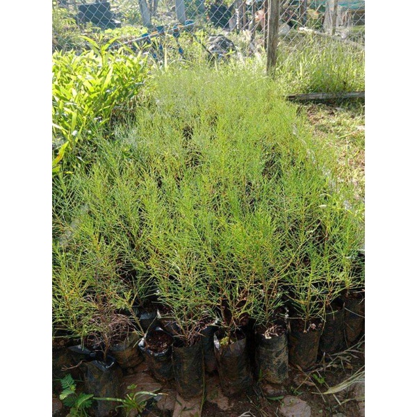 AGOHO seedlings( buy 2 get 1 free) | Shopee Philippines