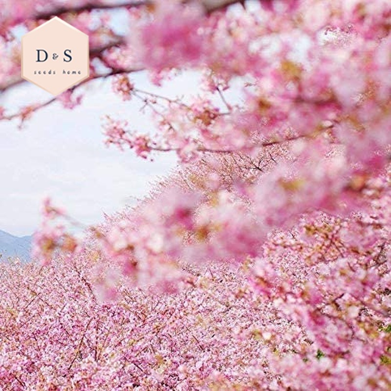 Japanese Flowering Cherry Blossom Sakura Seeds 10pcs | Shopee Philippines