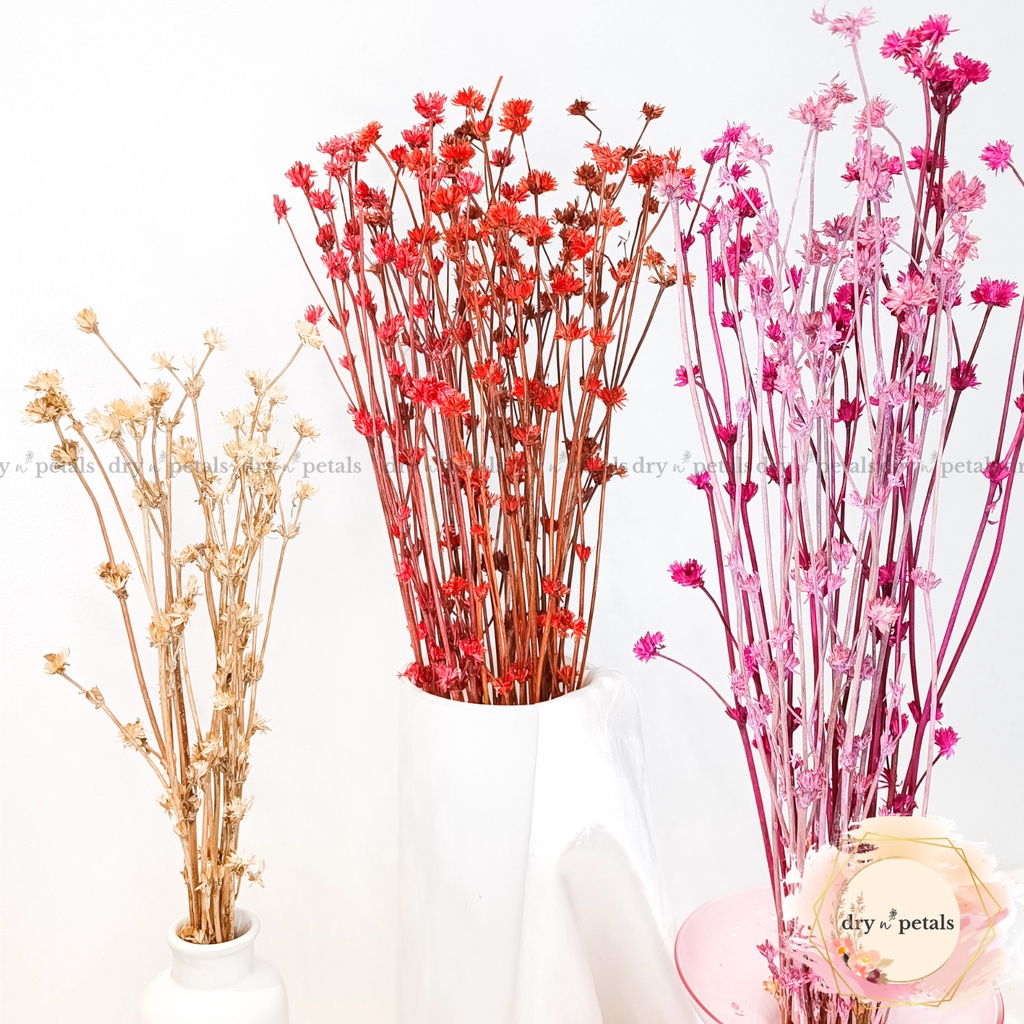 Dried Flowerette (per bunch) Natural Dried Flower Boho Theme Cake ...