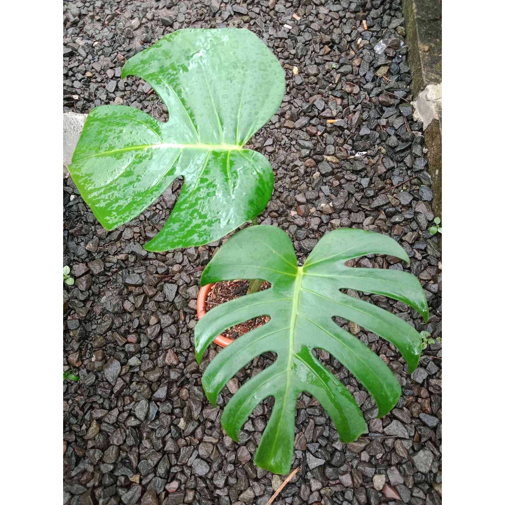 Monstera Deliciosa Brazilian Form #99926 | Shopee Philippines