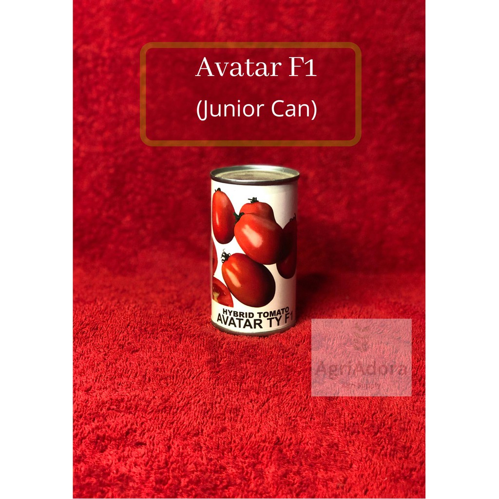 AVATAR TY F1 Hybrid Tomato Junior Can (Condor Quality Seeds) | Shopee ...