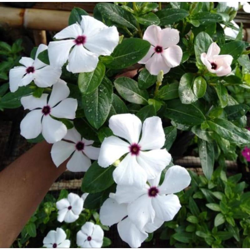 Vinca/ Periwinkle Hanging White Variety #17 (10 seeds) | Shopee Philippines