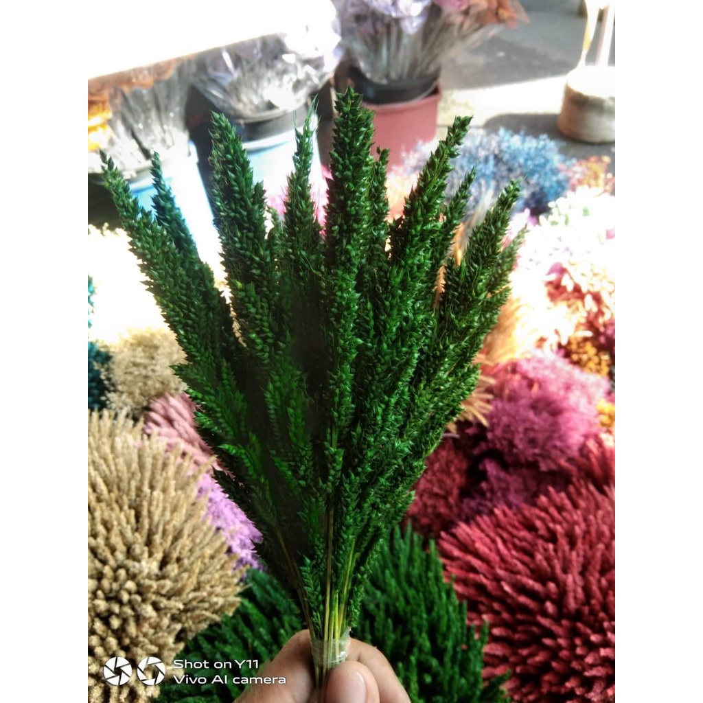 Trigo grass per bundle (₱40 per bundle) | Shopee Philippines