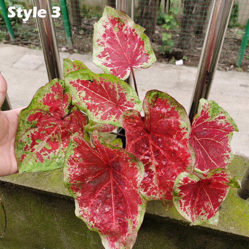 20pcs Caladium Bicolor Seeds Bonsai Plant Seeds Flower Seeds | Shopee ...