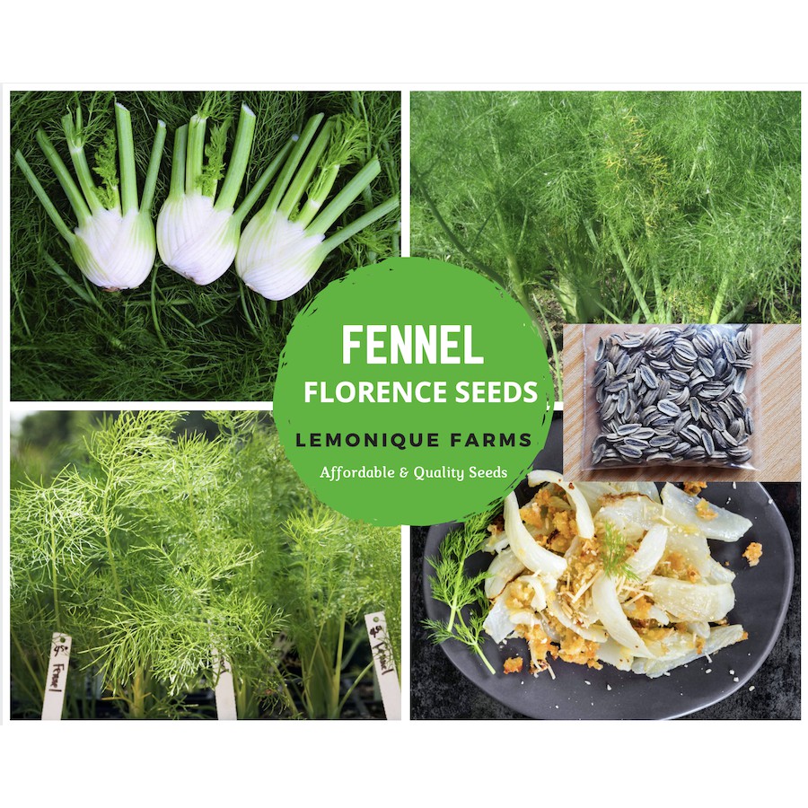 Fennel seeds FLORENCE FENNEL Herb Seeds for Planting | Shopee Philippines