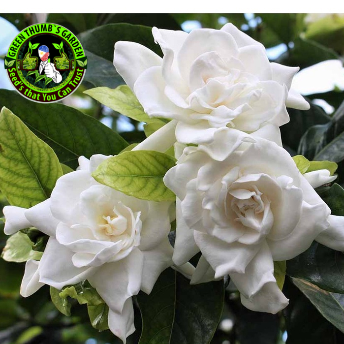 Rosal live plant (Gardenia angustifolia) FLOWERING STAGES | Shopee ...