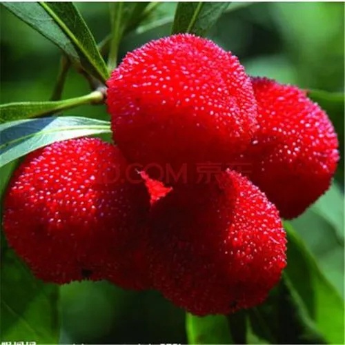 5pcs Fresh Myrica Rubra Seeds ,Pappelpflaume, Bayberry, Yangmei Fruit ...