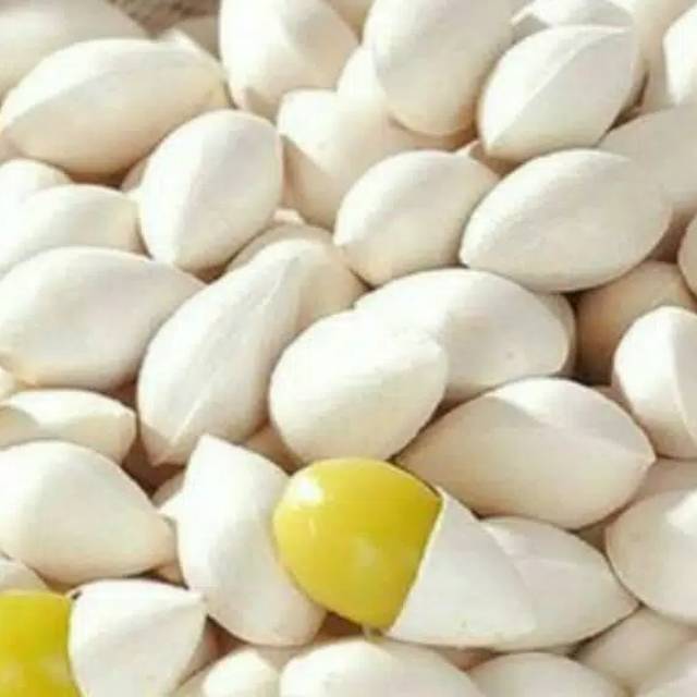 Bean seeds ginkgo biloba pack koi gingko biloba pekkoi ginko biloba ...