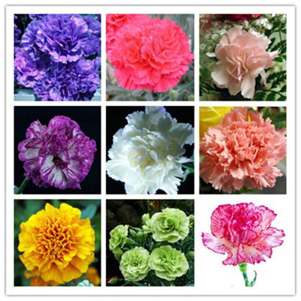 flower seeds 500pieces Available Carnation Seeds Perennial flowers ...