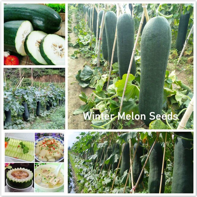 Winter Melon Seeds Bonsai Seeds Healthy Nutrition Organic Vegetables ...
