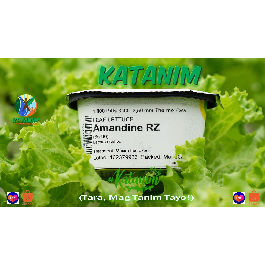 Amandine Lettuce Seeds RZ by Rijk Zwaan| Lollo rossa (Repacked 100 ...