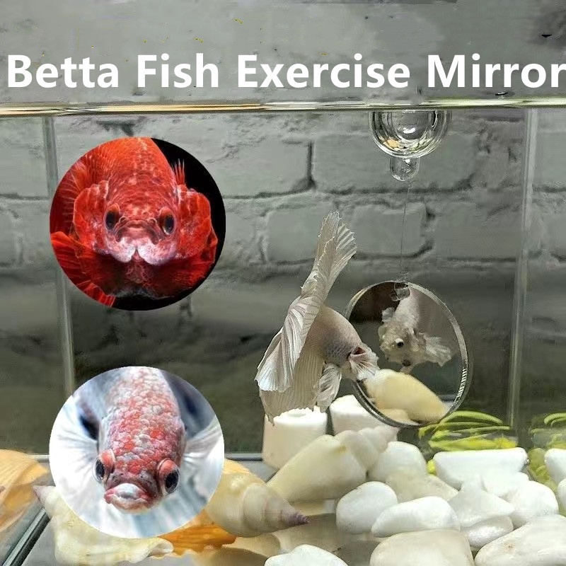 AQUARZOO Floating Flowerhorn Cichlid Betta Fish Exercise Double Sided ...