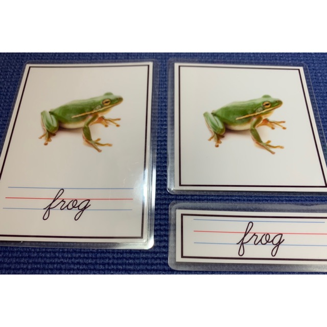 Montessori Three-Part Cards (Parts of a Frog) Cursive/Print | Shopee ...